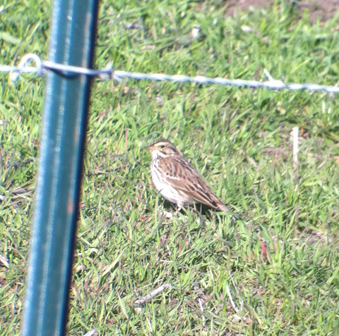 Savannah Sparrow (Birds of Alabama) · iNaturalist