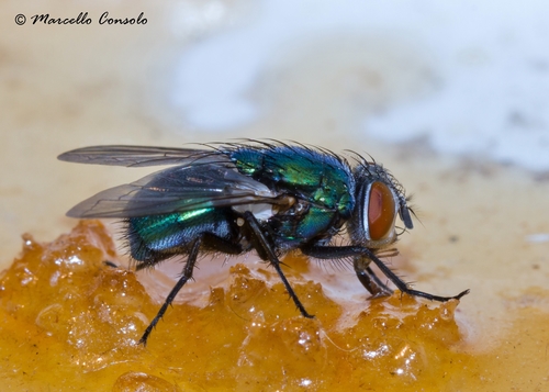 Common Greenbottle (Diptera in Denton County, Texas) · iNaturalist