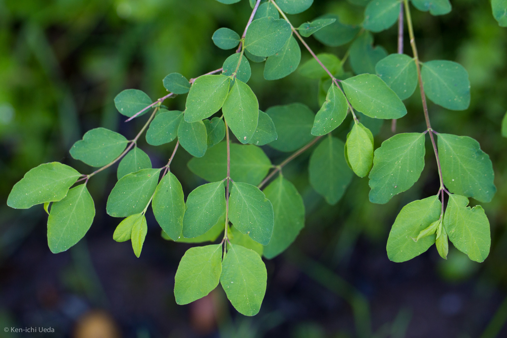 Common Snowberry (Plants of Lory State Park) · iNaturalist