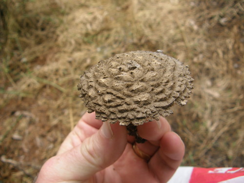 Genus Aspidella · iNaturalist