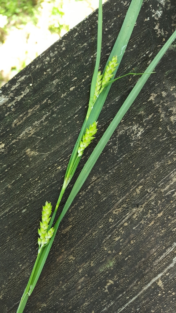 Thin-fruit Sedge (Nash Prairie Plants List) · iNaturalist