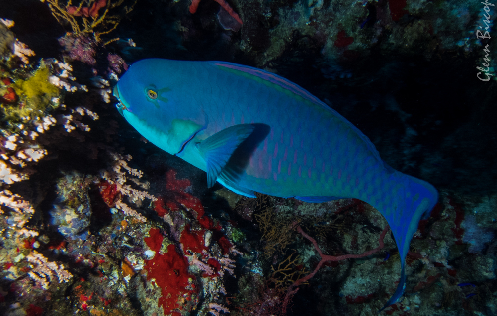 Steephead Parrotfish (Chlorurus gibbus) - Marine Life Identification