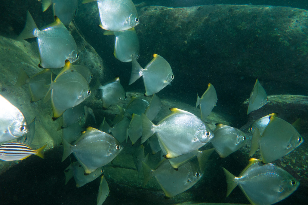 Diamondfish (Monodactylus argenteus) - Marine Life Identification