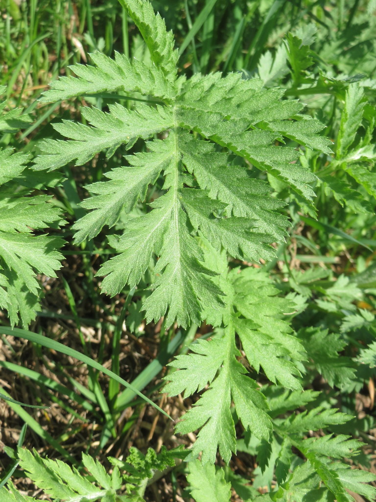 Common Tansy (Black Hills Invasive Plant Guide) · iNaturalist