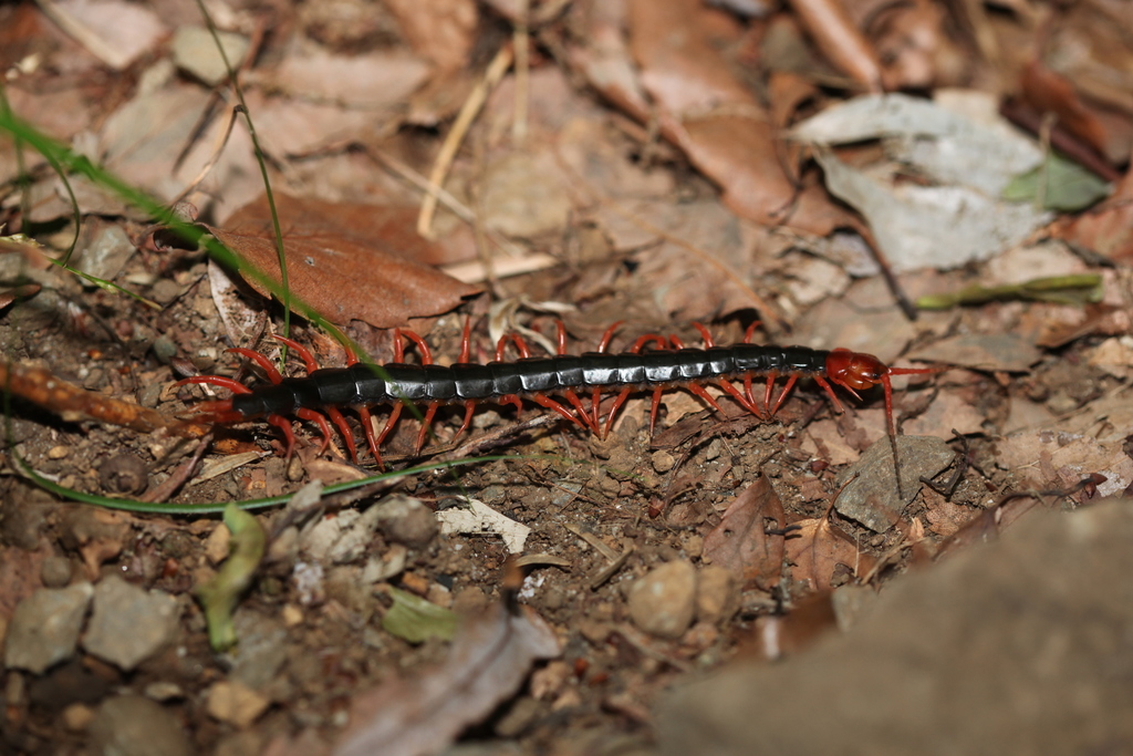 Chinese Red-headed Centipede from Hayakawa, Odawara, Kanagawa 250-0021 ...