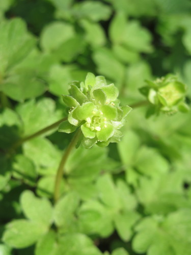 Moschatel (Plants of Staunton State Park) · iNaturalist