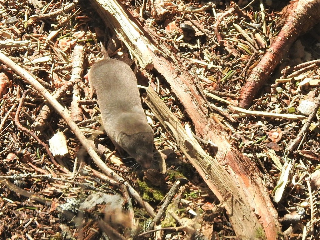 Northern Short-tailed Shrew from Chamcook, NB E5B, Canada on April 24 ...