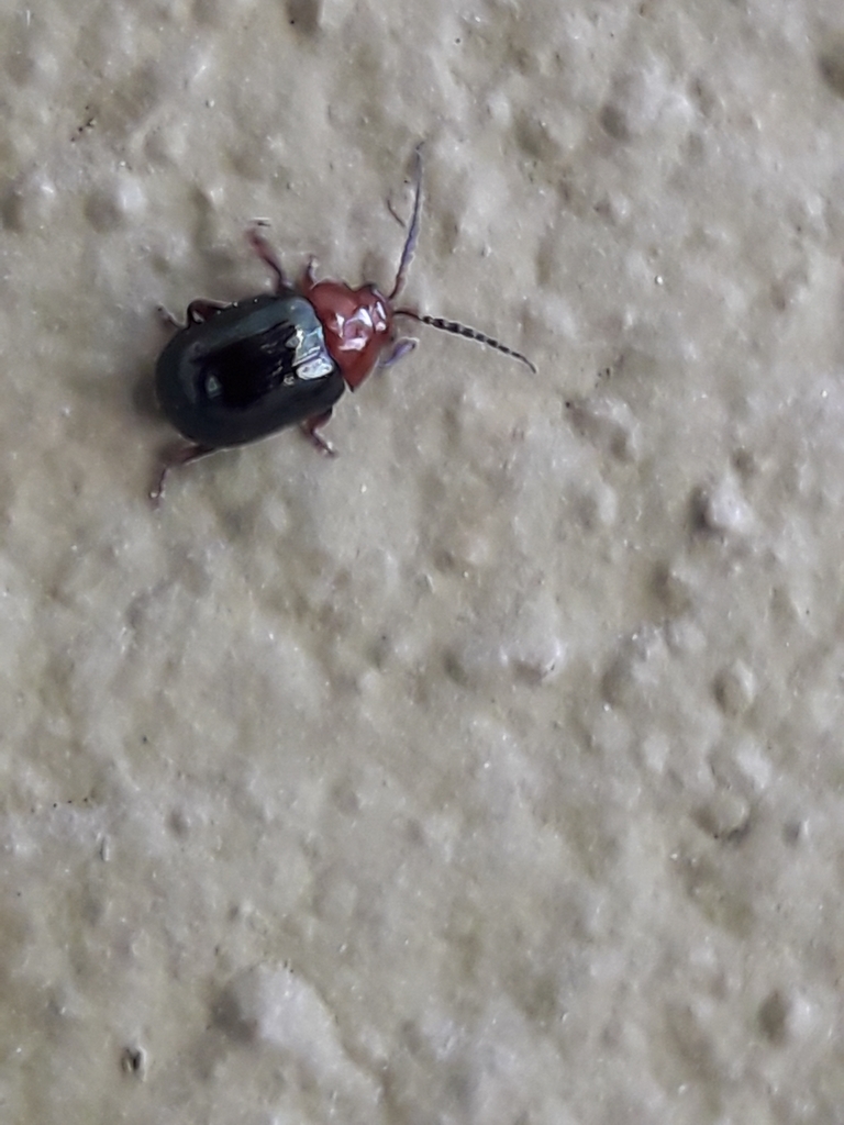 Flea Beetles from Bosques del Rey, Guadalupe, N.L., México on April 23 ...