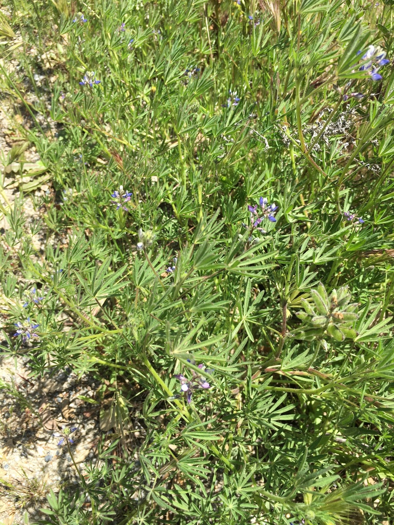 Miniature Lupine from San Diego County, US-CA, US on April 24, 2020 at ...