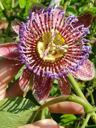 Passiflora williamsii · iNaturalist Chile