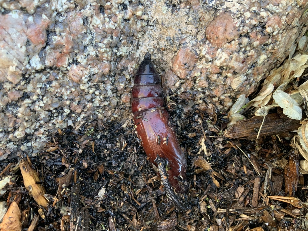 Manduca in April 2020 by cealleach · iNaturalist