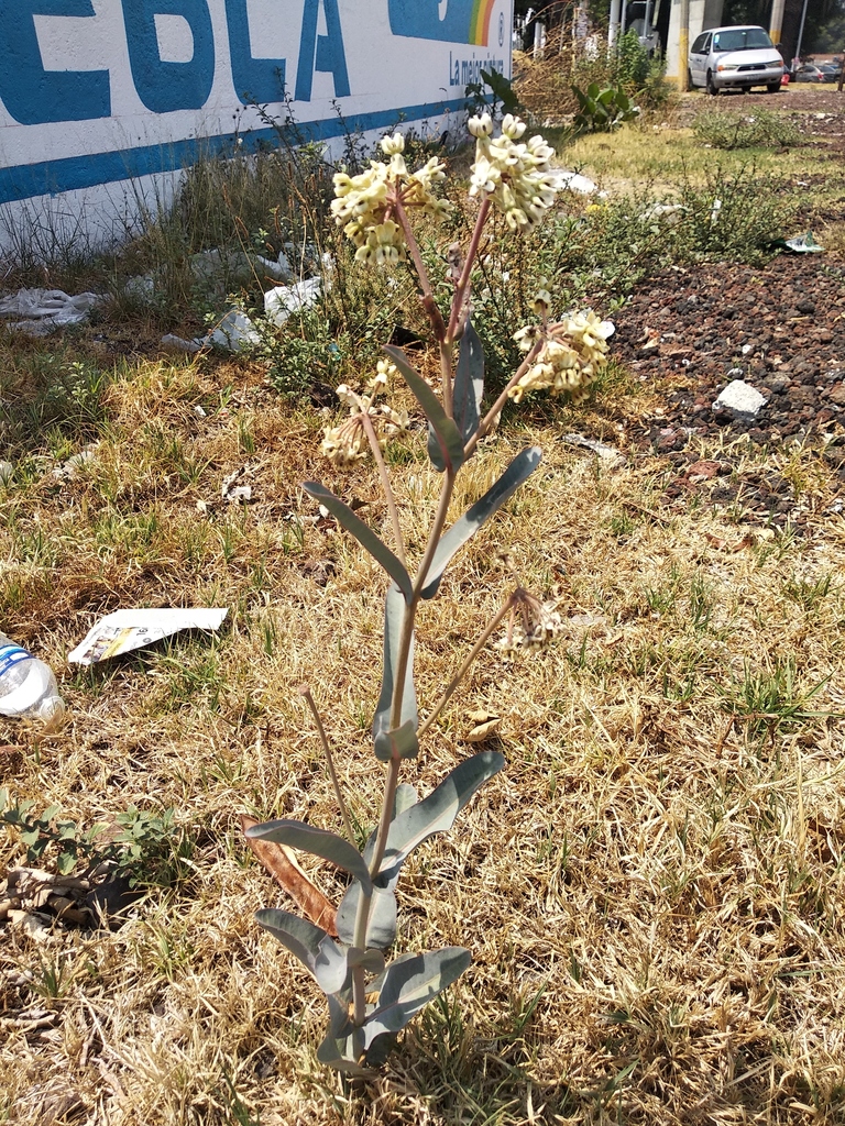 nodding milkweed from Posadas, Puebla, Pue., México on April 24, 2020 ...