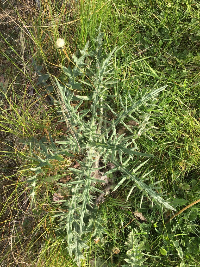 Bull Thistle from Great Britain, Glasgow, Scotland, GB on April 24 ...