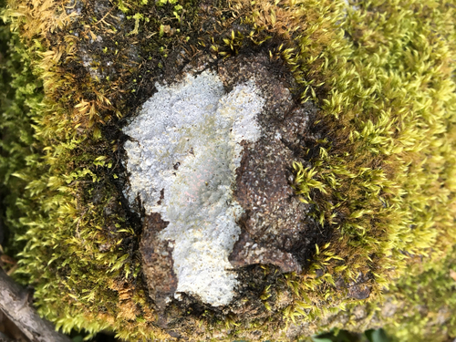 Lepra multipunctoides · iNaturalist