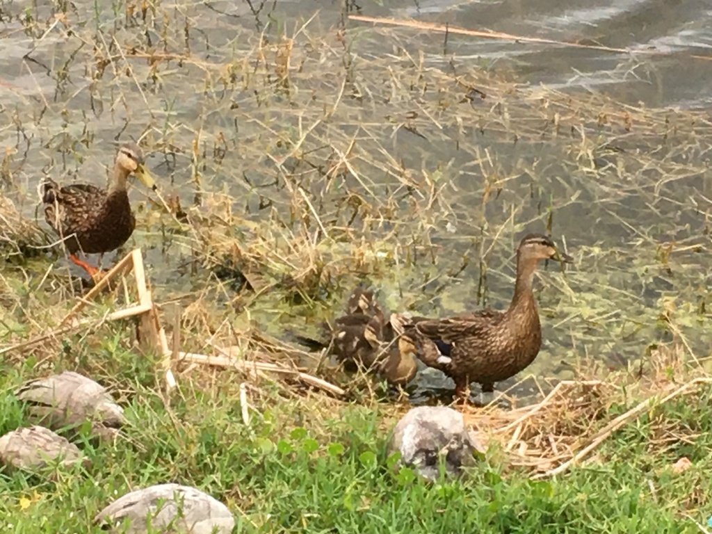 Mallard × Mottled Duck from San Marino Blvd, West Palm Beach, FL, US on ...