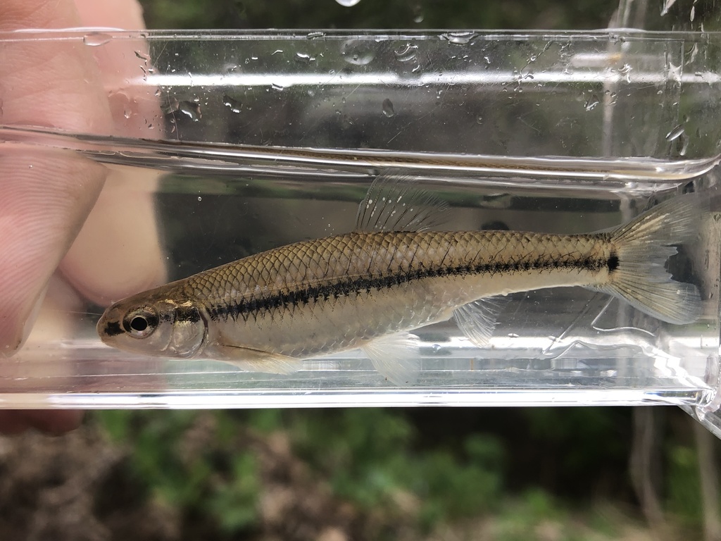Bluntnose Minnow (Pimephales notatus) - Marine Life Identification