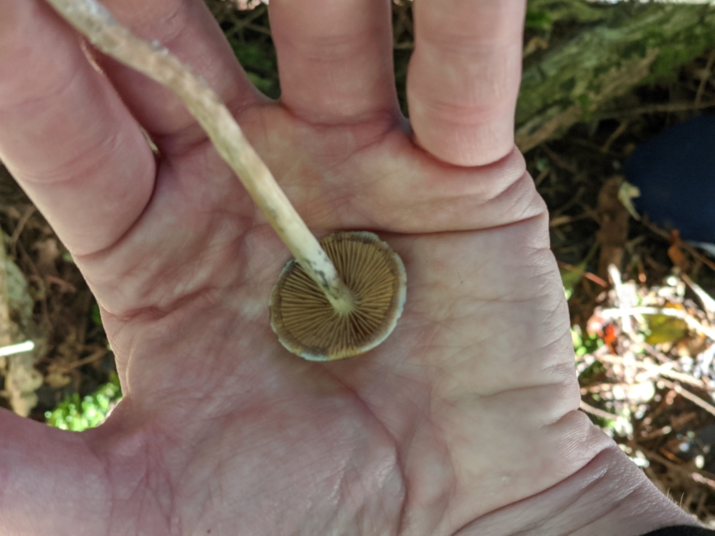 Psilocybe makarorae from Glenleith, Dunedin 9010, New Zealand on April ...