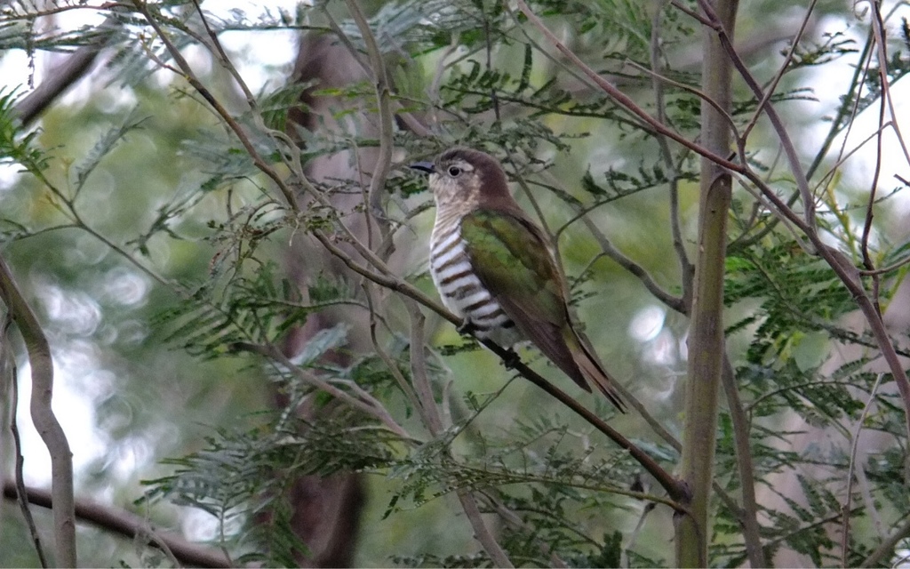 Shining Bronze-Cuckoo in April 2020 by brucelindsay · iNaturalist