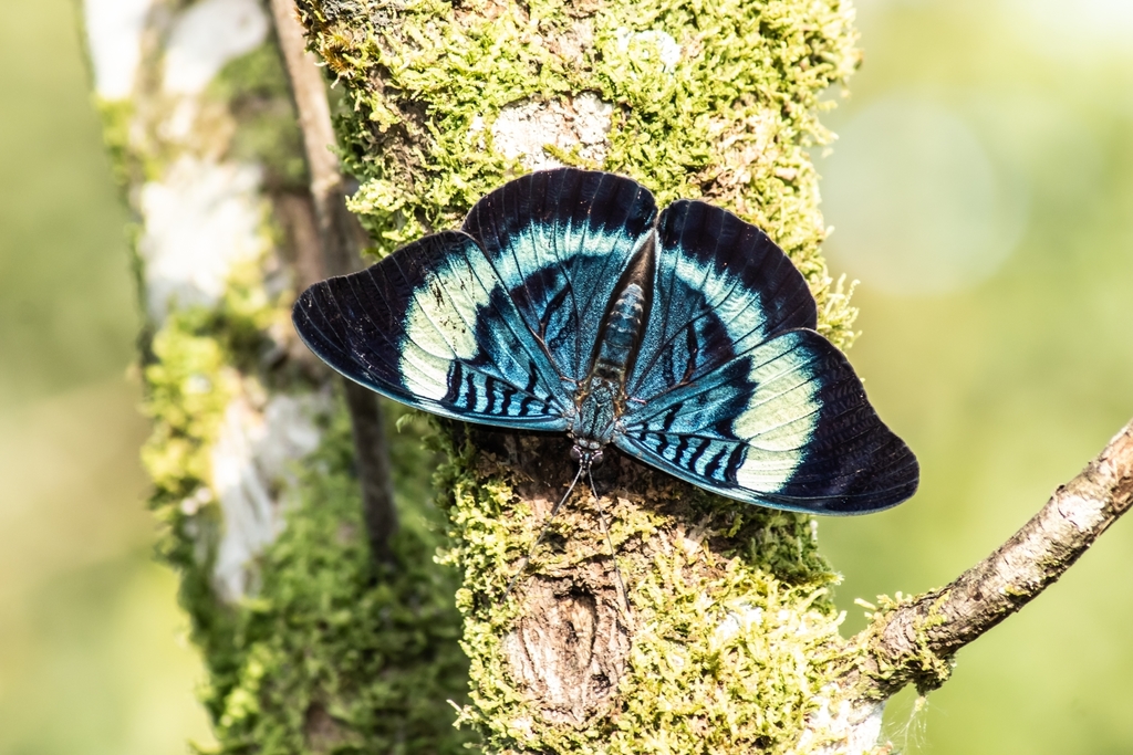 Panacea regina from Puyo, Ecuador on April 24, 2020 at 07:56 PM by ...