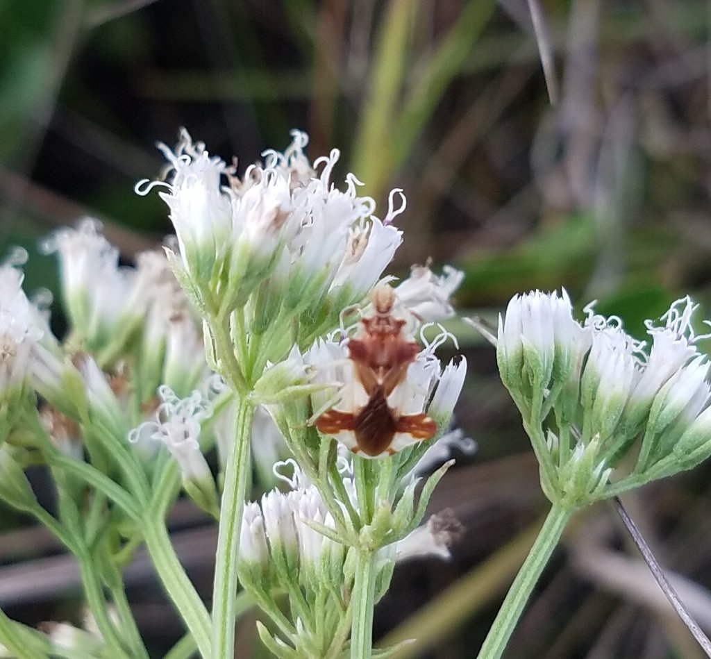 Phymata fasciata from Miami-Dade, Florida, United States on April 24 ...
