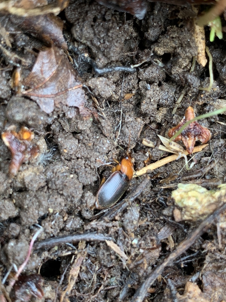 Red-headed Ground Beetle from Parkton, MD, US on April 24, 2020 at 11: ...