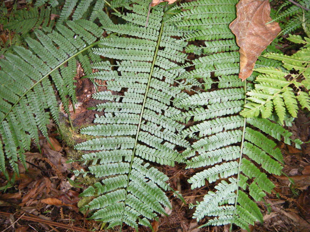 potato ferns and allies (Marattiales) - Botanical Realm