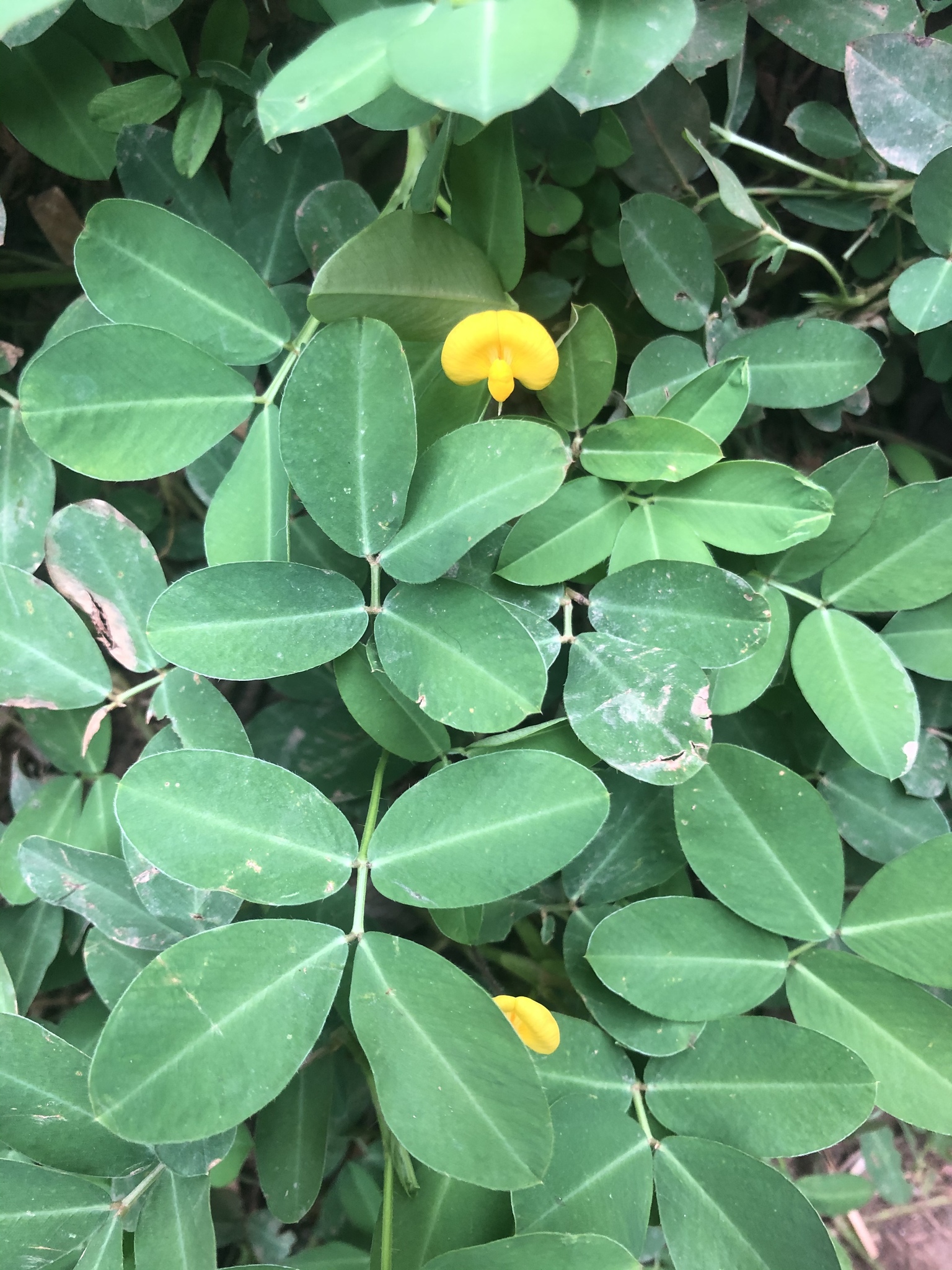 Arachis repens Handro