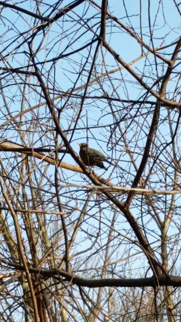 American Robin from 29 Morrison Street Roslindale, MA 02131 on April 3 ...