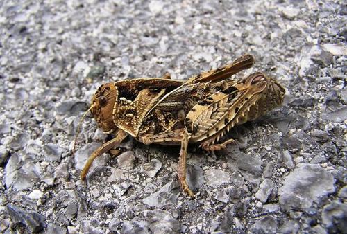 Genus Prionotropis · iNaturalist