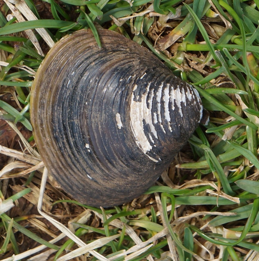 Asian Clam from Piscataway Township, NJ 08854, USA on April 3, 2017 at ...