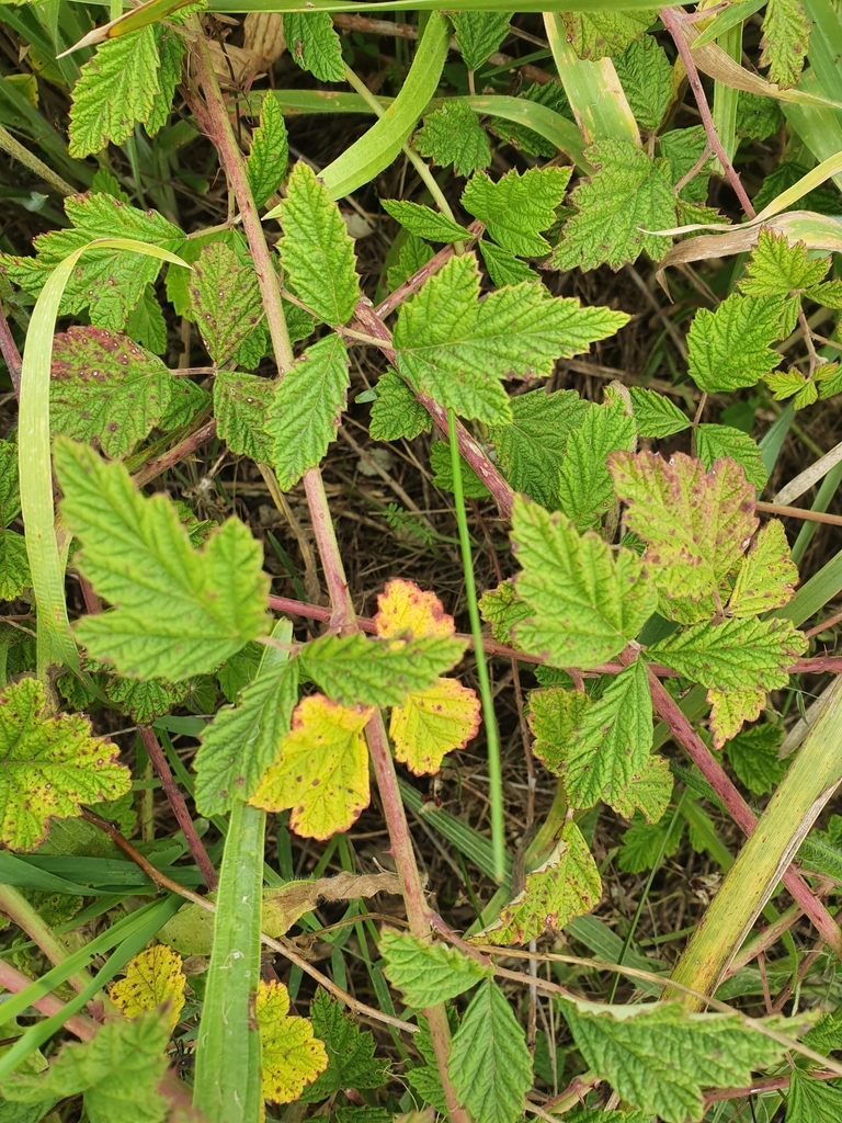 brambles from Portarlington VIC 3223, Australia on April 25, 2020 at 01 ...