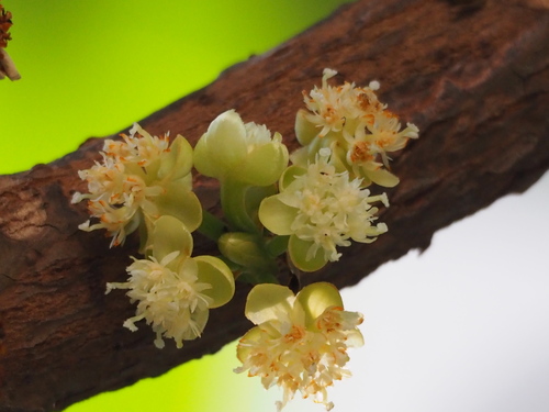 Engkala (Litsea garciae) · iNaturalist