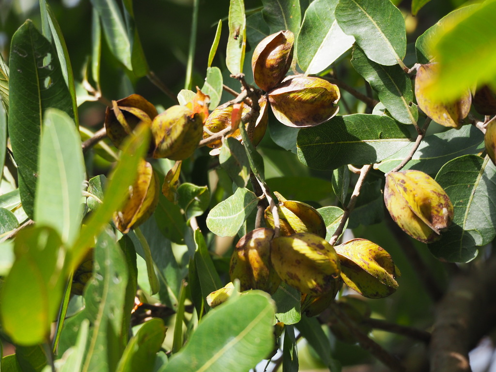 Arjun tree (Terminalia arjuna) - Botanical Realm