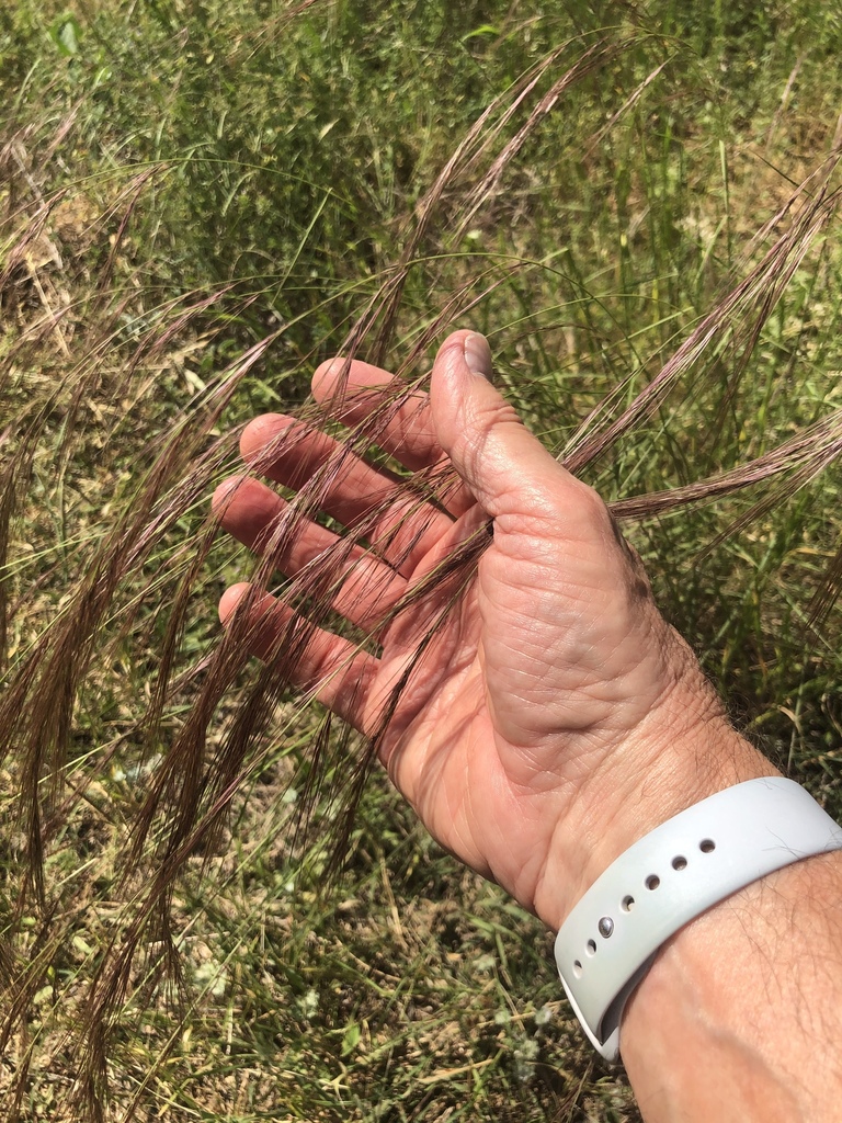 Purple Threeawn from Canyon Pt, Boerne, TX, US on April 24, 2020 at 11: ...