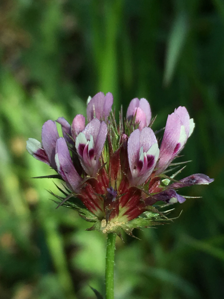 tomcat clover (Trifolium willdenovii) - Botanical Realm