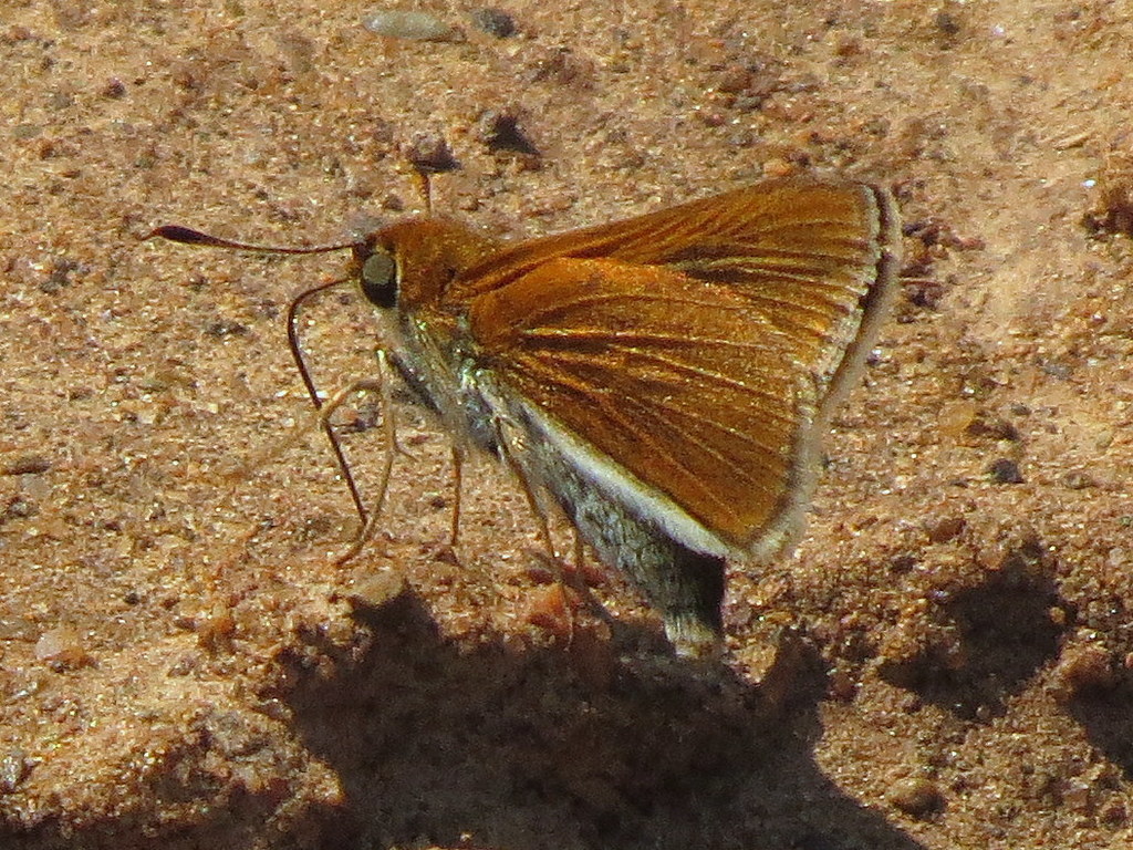 Two-spotted Skipper (Acadia National Park Butterfly Guide 🦋) · iNaturalist