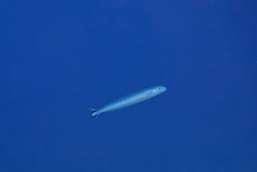 Tilefishes (Malacanthidae) - Marine Life Identification