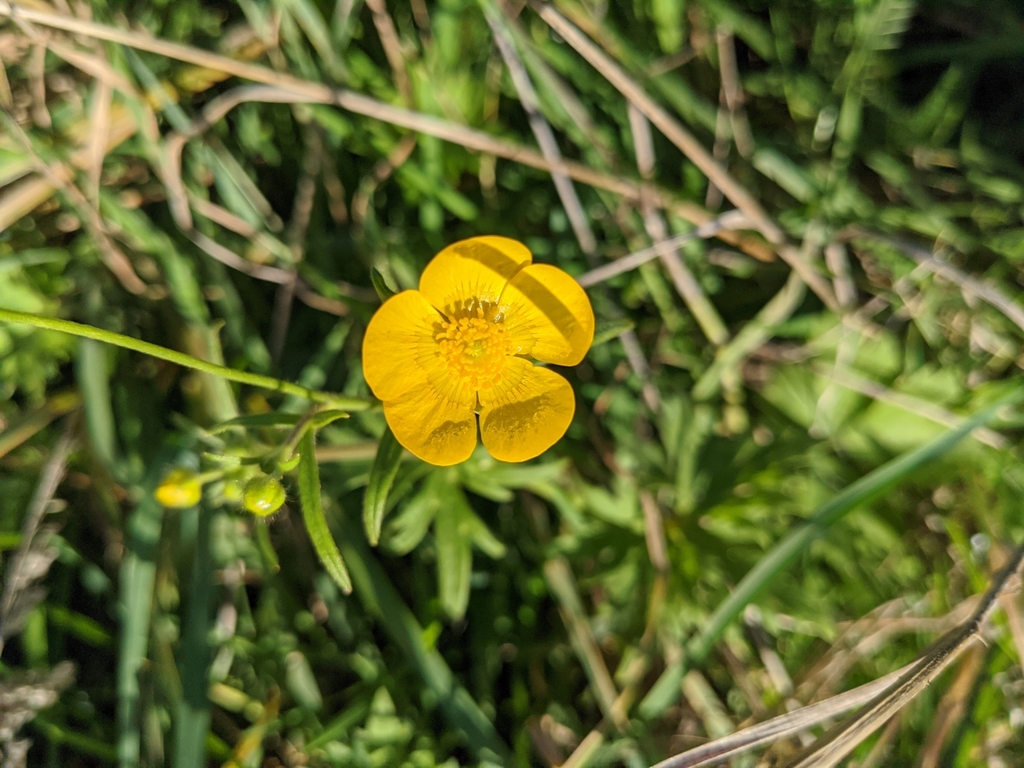 meadow buttercup from Highcliff, Dunedin, New Zealand on April 25, 2020 ...