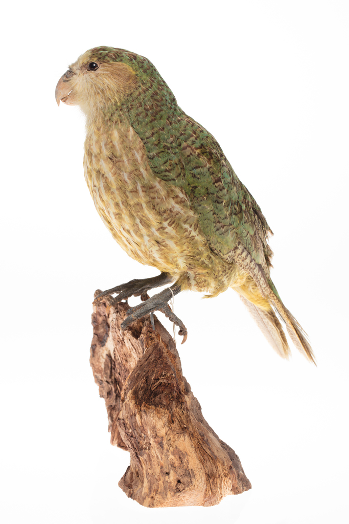 Kakapo in January 1925 by Auckland War Memorial Museum. Strigops ...