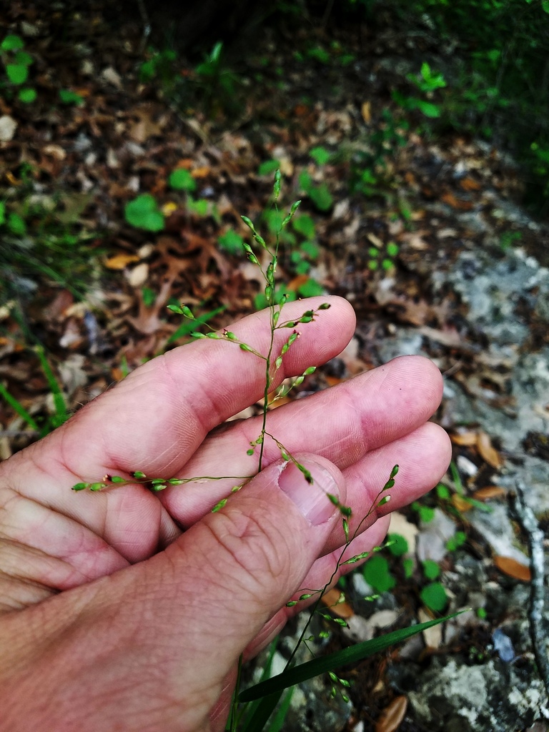 cedar rosette grass from Travis, Texas, United States on April 1, 2017 ...