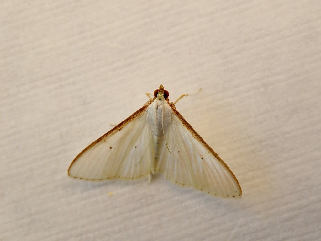 Palpita margaritacea from Sydney NSW, Australia on April 24, 2020 at 11 ...