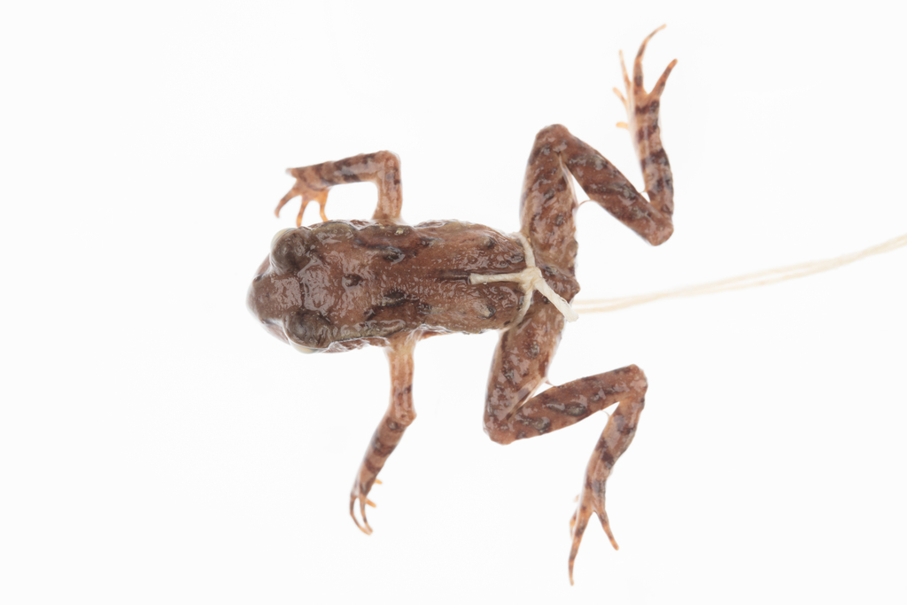 Archey's Frog in January 1942 by Auckland War Memorial Museum ...