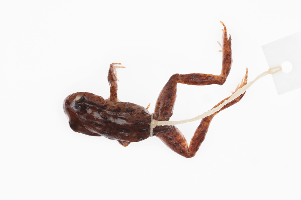 Archey's Frog in December 1938 by Auckland War Memorial Museum ...