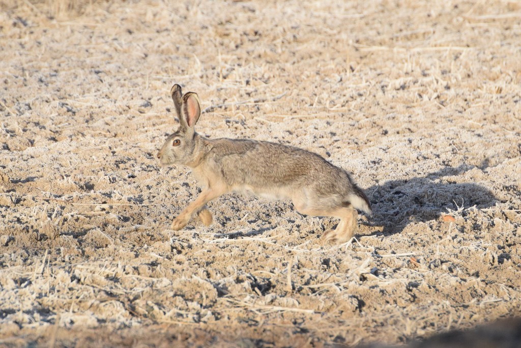 Tolai Hare (Lepus tolai) - Know Your Mammals