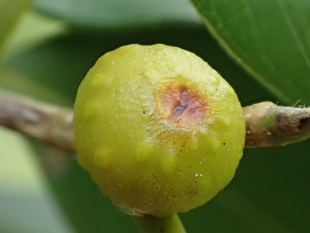 mulberry and fig family (Moraceae) - Botanical Realm