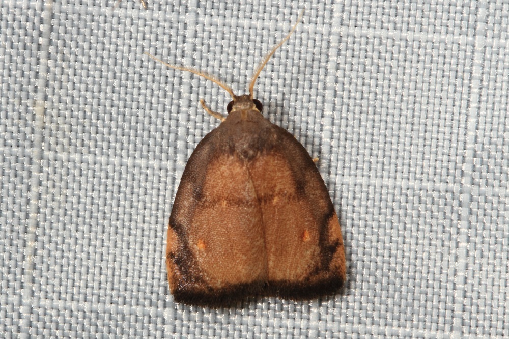 Hemonia micrommata from Katherine Gorge, Nitmiluk NT 0852, Australia on ...