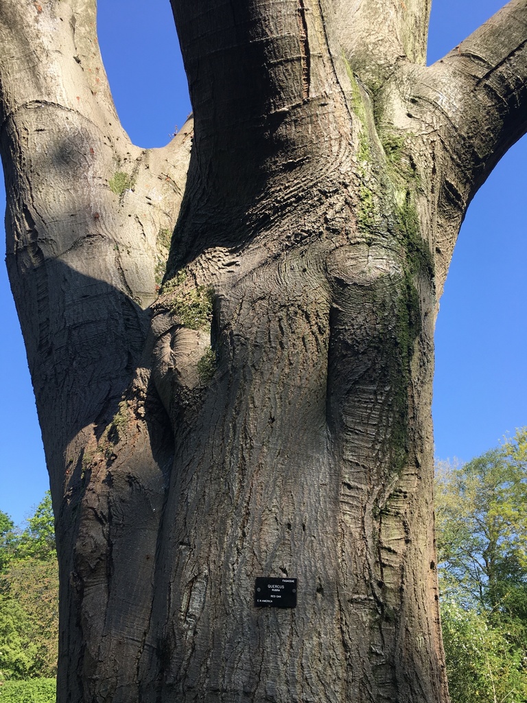 northern red oak from Fog Lane Park, Manchester, England, GB on April ...