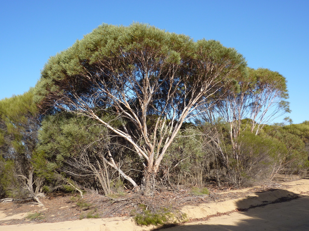 (Eucalyptus arctata) - Botanical Realm