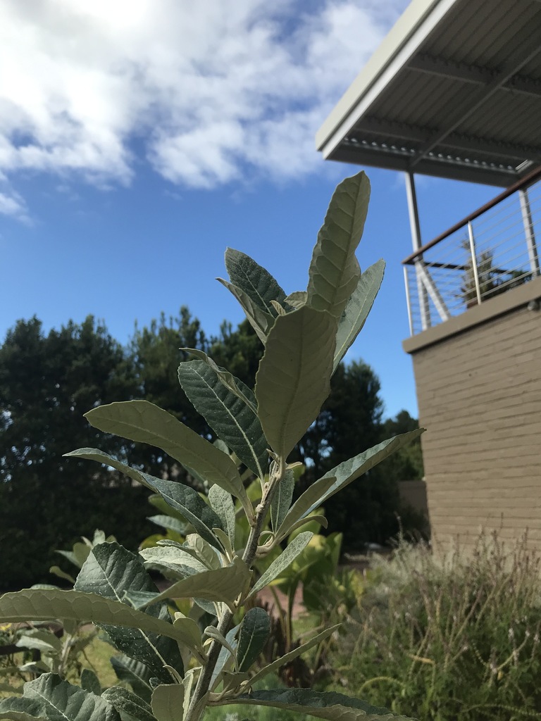 Coast Silver-oak from Hermanus, 7200, South Africa on April 25, 2020 at ...