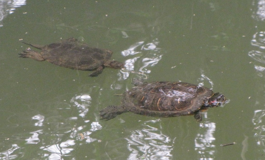 Southwestern Pond Turtle in April 2017 by Richard Breisch. This is the ...